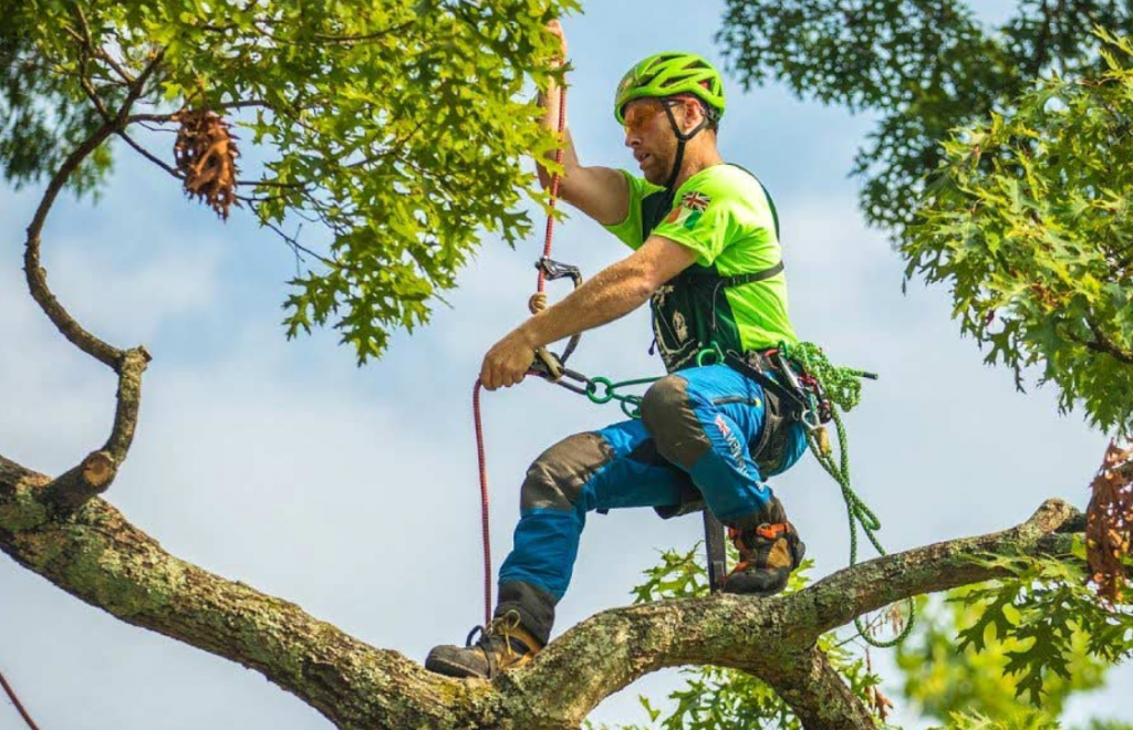 How To Select An Arborist Brisbane?
